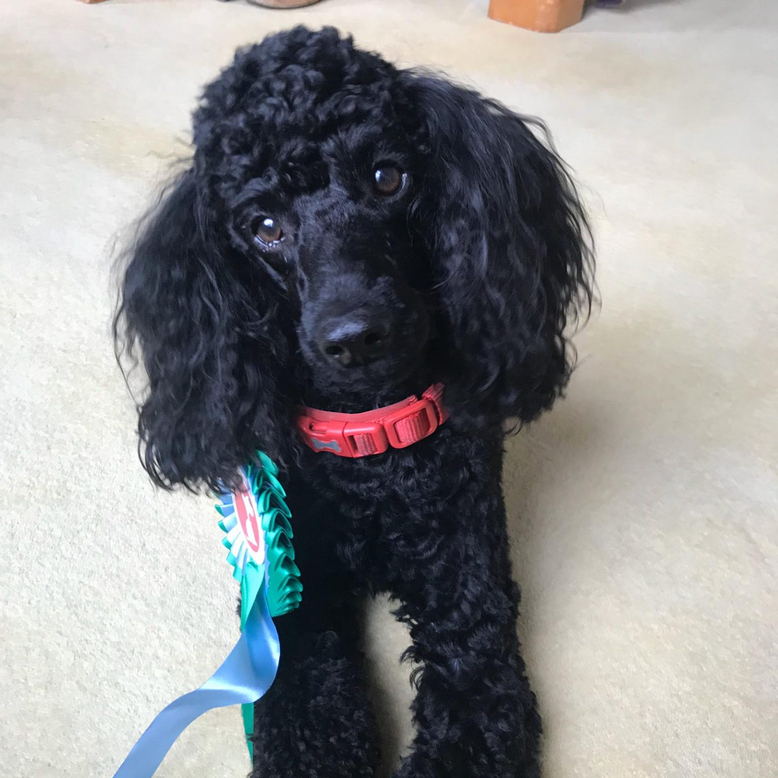 When Should A Poodle First Get Trimmed, Clipped and Groomed? Find Out ...