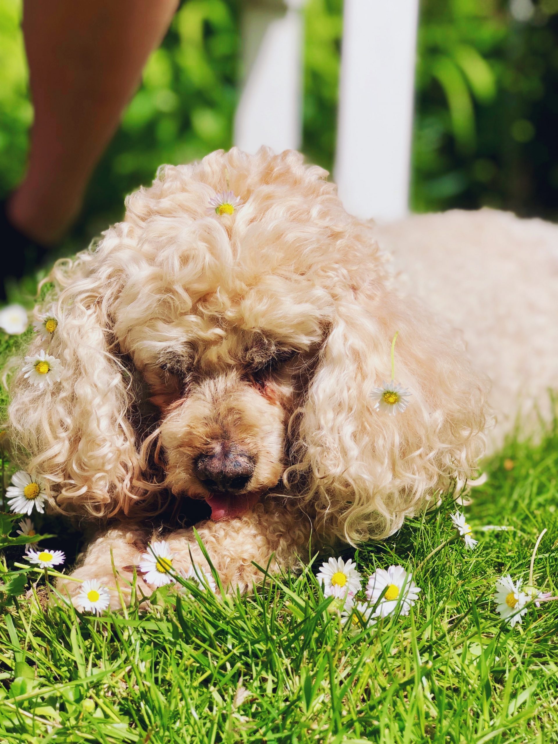 Poodle Won’t Stop Licking? 8 Things You Need to Know…